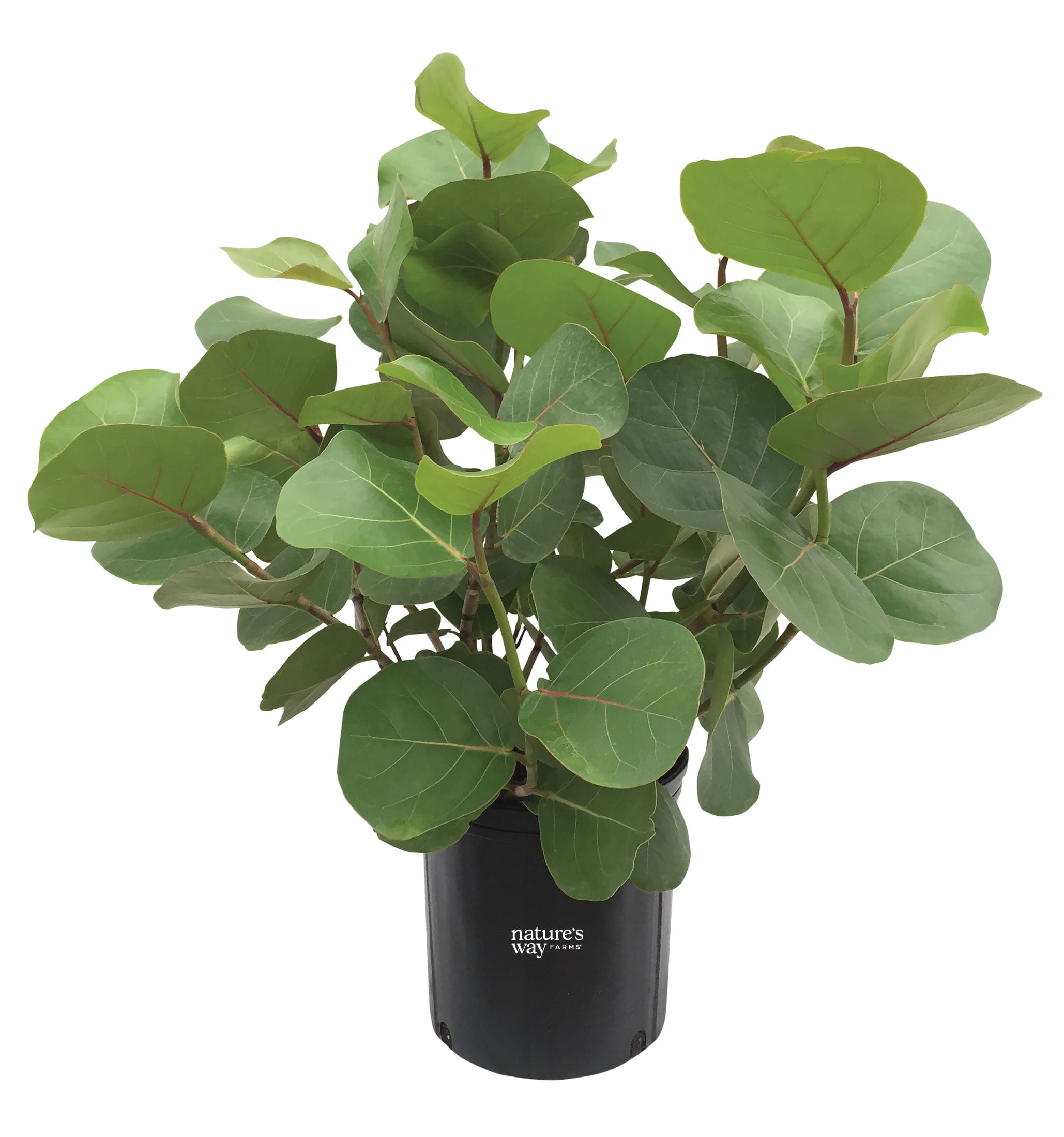 Nature’s Way Farms Seagrape Outdoor Live Plant (25-30in Tall) in Grower ...