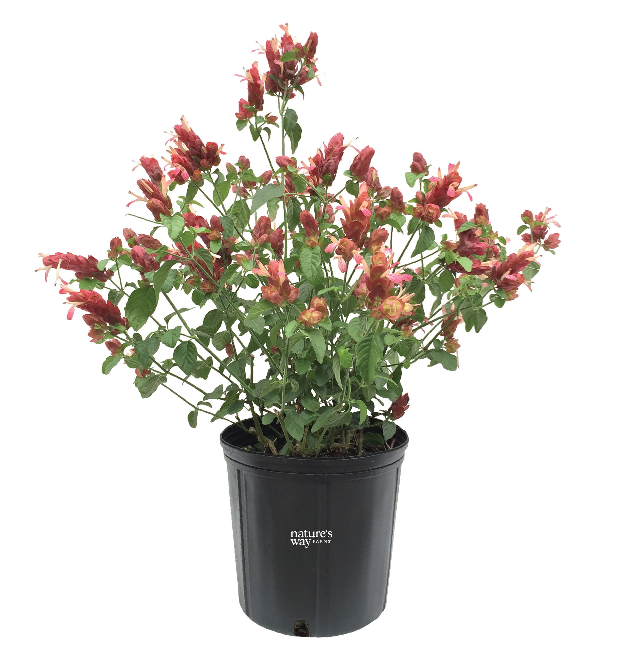 Nature’s Way Farms Shrimp Plant Fruit Cocktail Outdoor Flowering Live ...