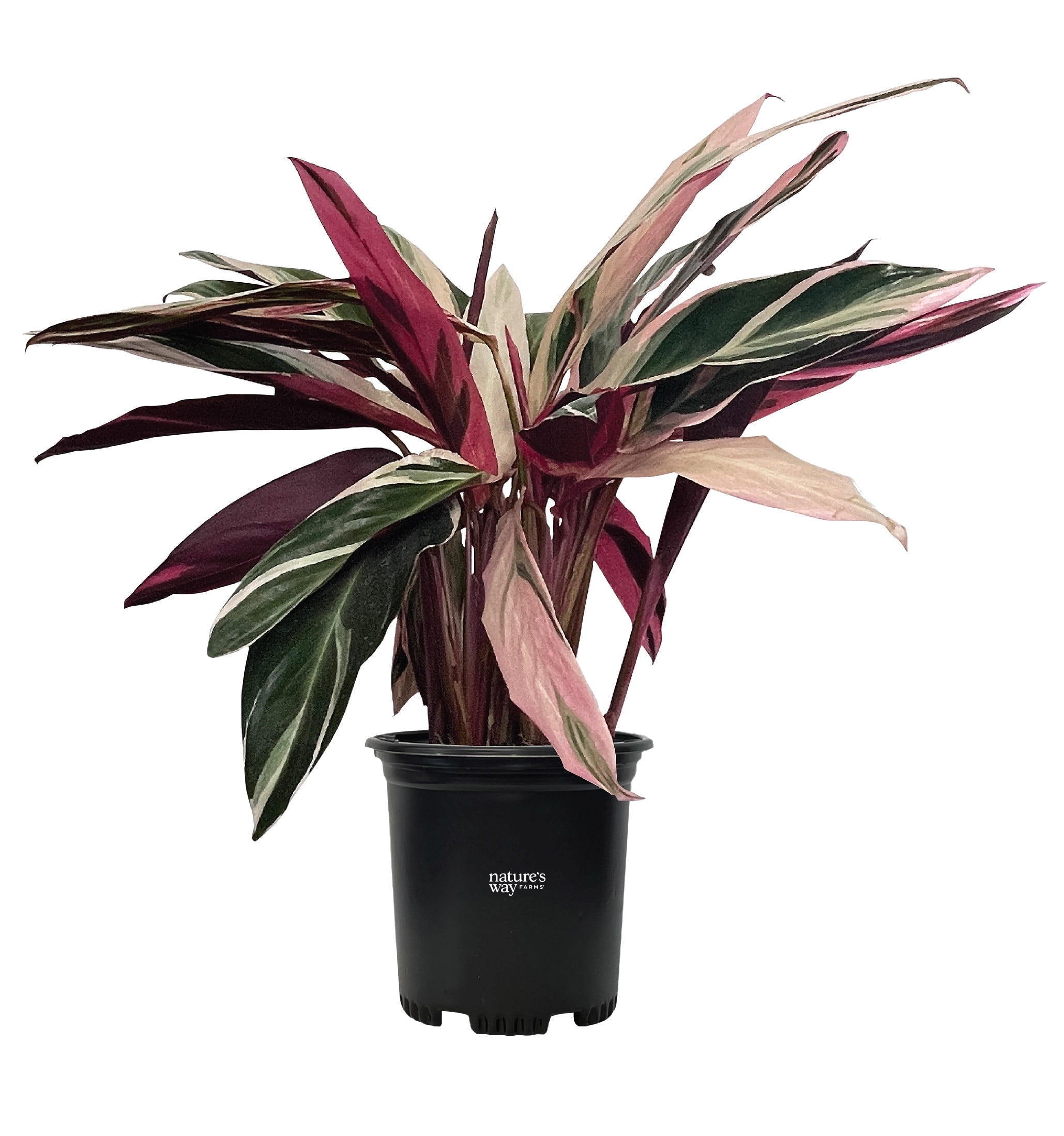 Nature's Way Farms Indoor Stromanthe Triostar Live Plant in Grower Pot ...