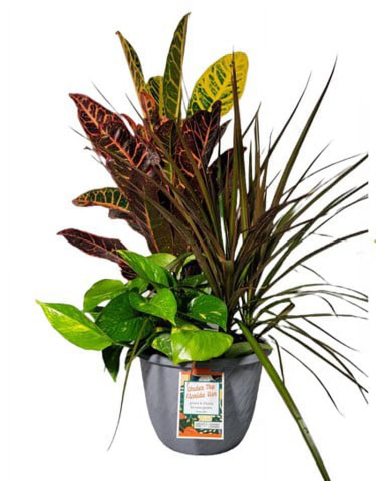 Nature's Way Farms Under The Florida Sun 1.5G Fall Combination Planter ...