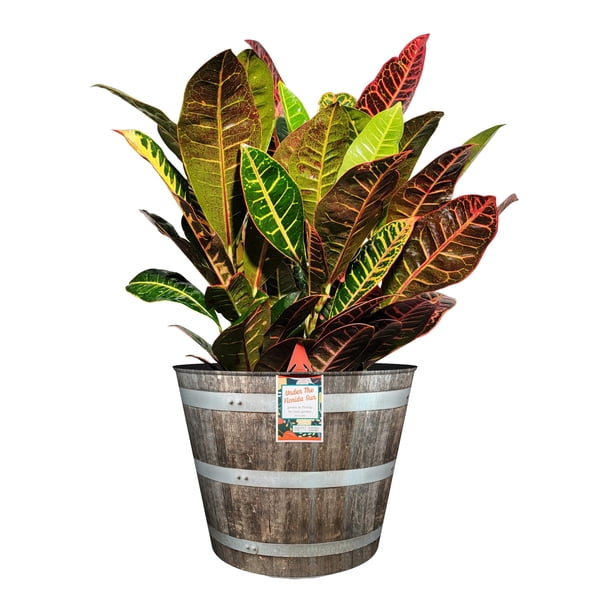 Nature's Way Farms Under The Florida Sun 1.72G Fall Croton Planter Live ...