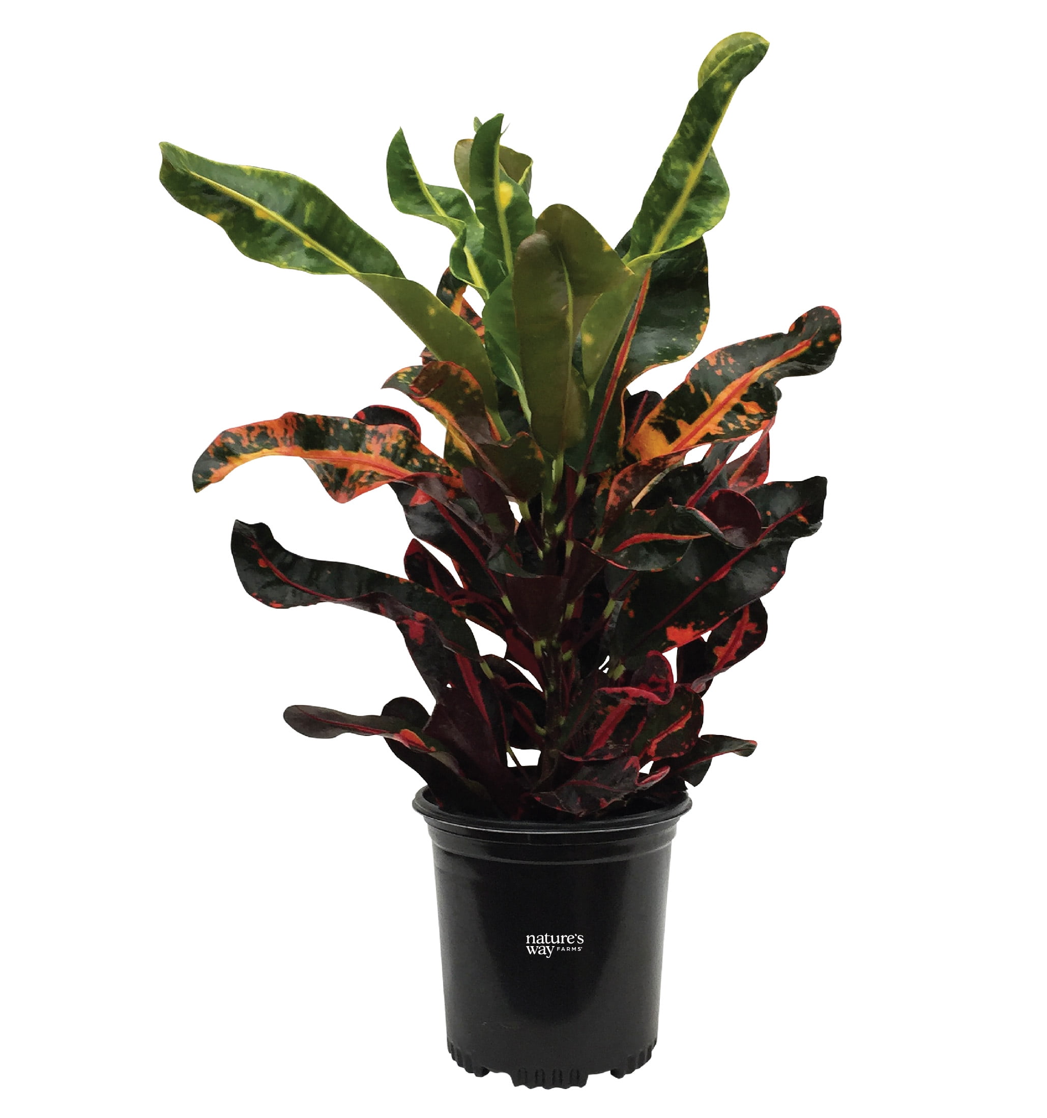 Nature's Way Farms Under the Florida Sun 12" Assorted Colors Croton ...