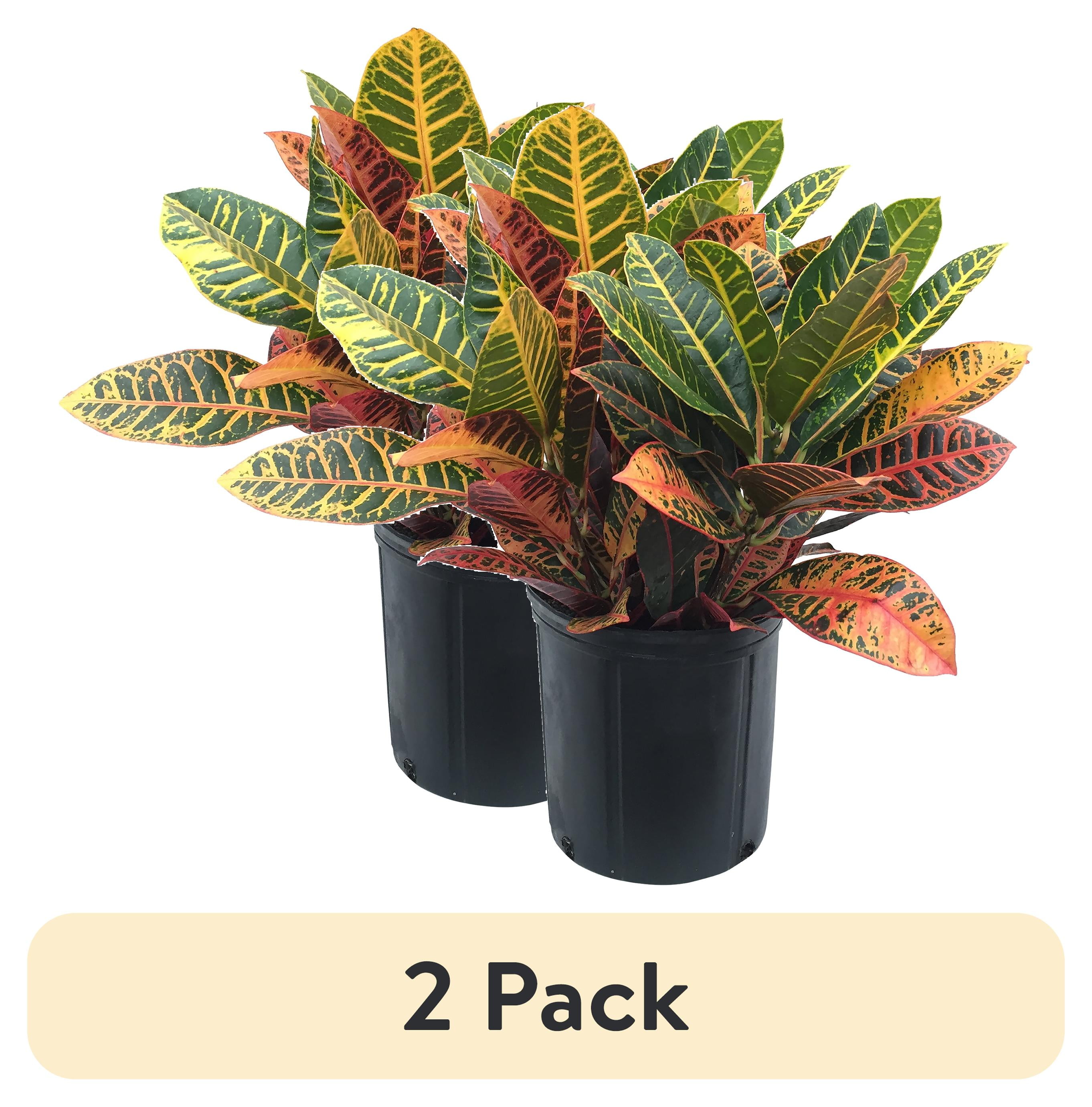 (2 pack) Nature's Way Farms Under The Florida Sun 2.5QT Croton Petra ...