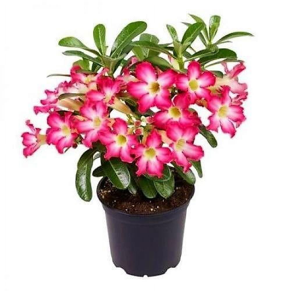Nature's Way Farms Under The Florida Sun 2.5QT Desert Rose Live Plant ...