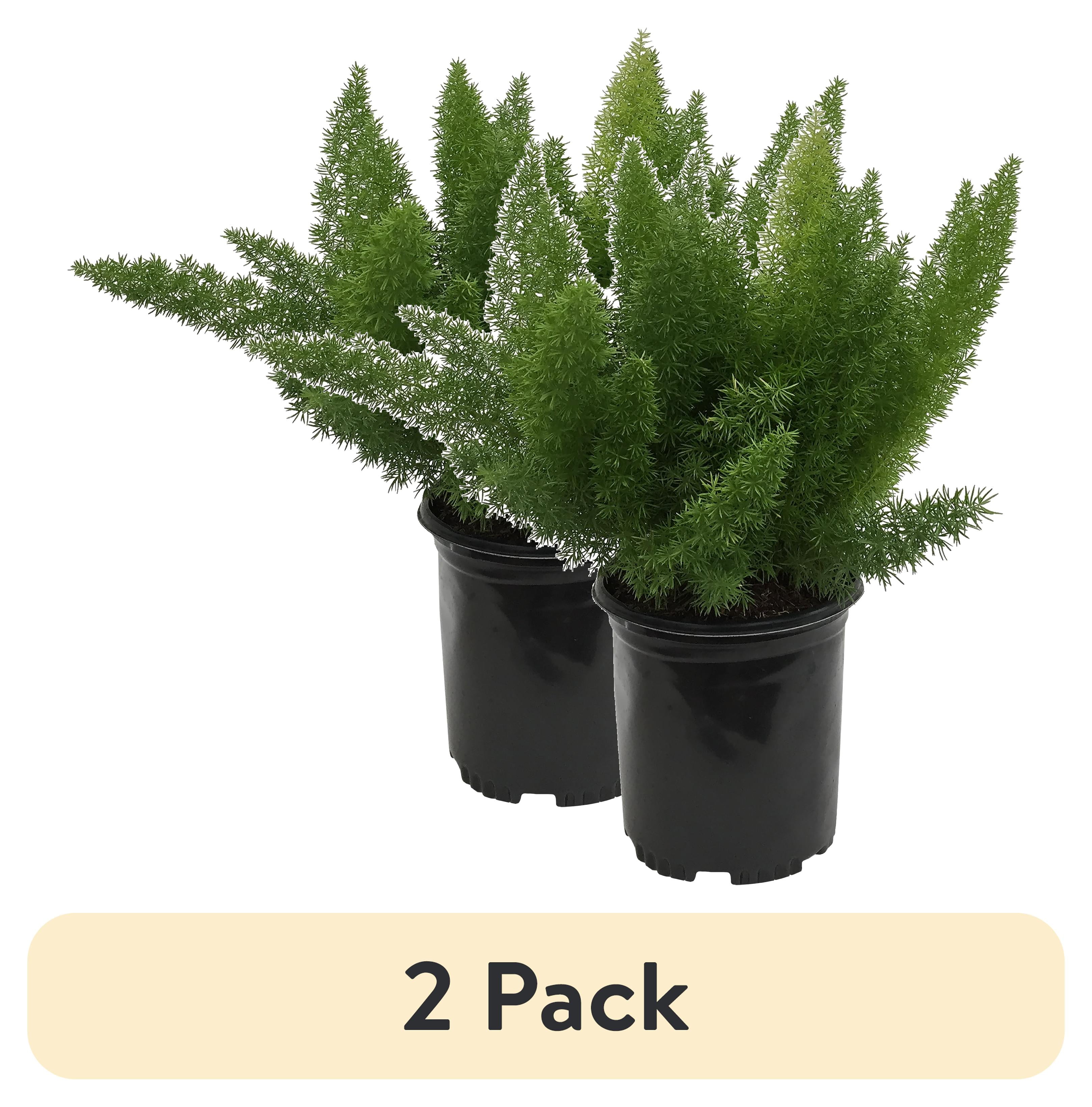 (2 pack) Nature's Way Farms Under The Florida Sun 2.5QT Foxtail Fern ...