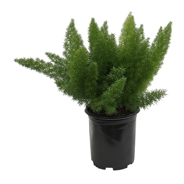 Nature's Way Farms Under The Florida Sun 2.5QT Foxtail Fern Live Plant ...