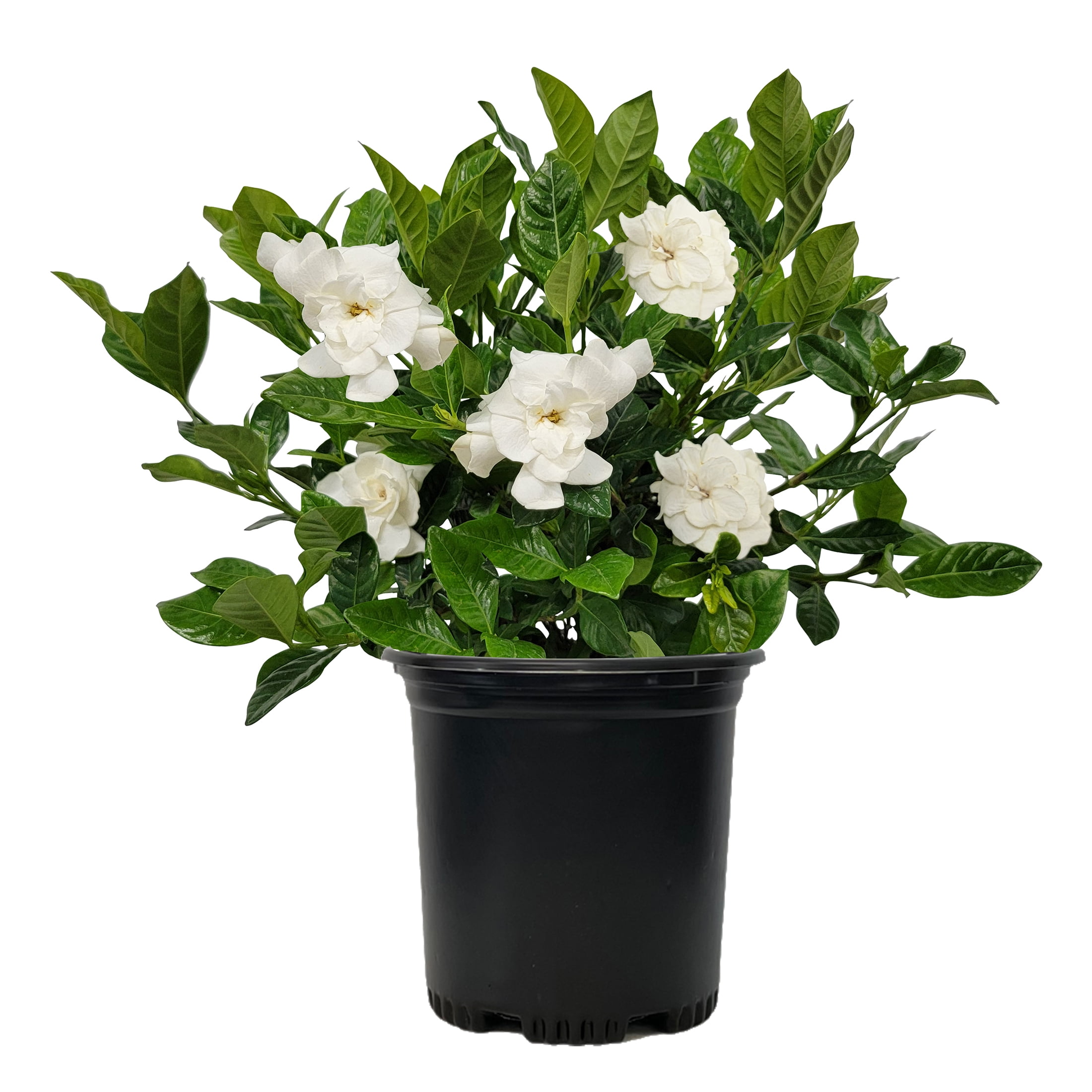 Nature's Way Farms Under The Florida Sun 2.5QT Gardenia Live Plant ...