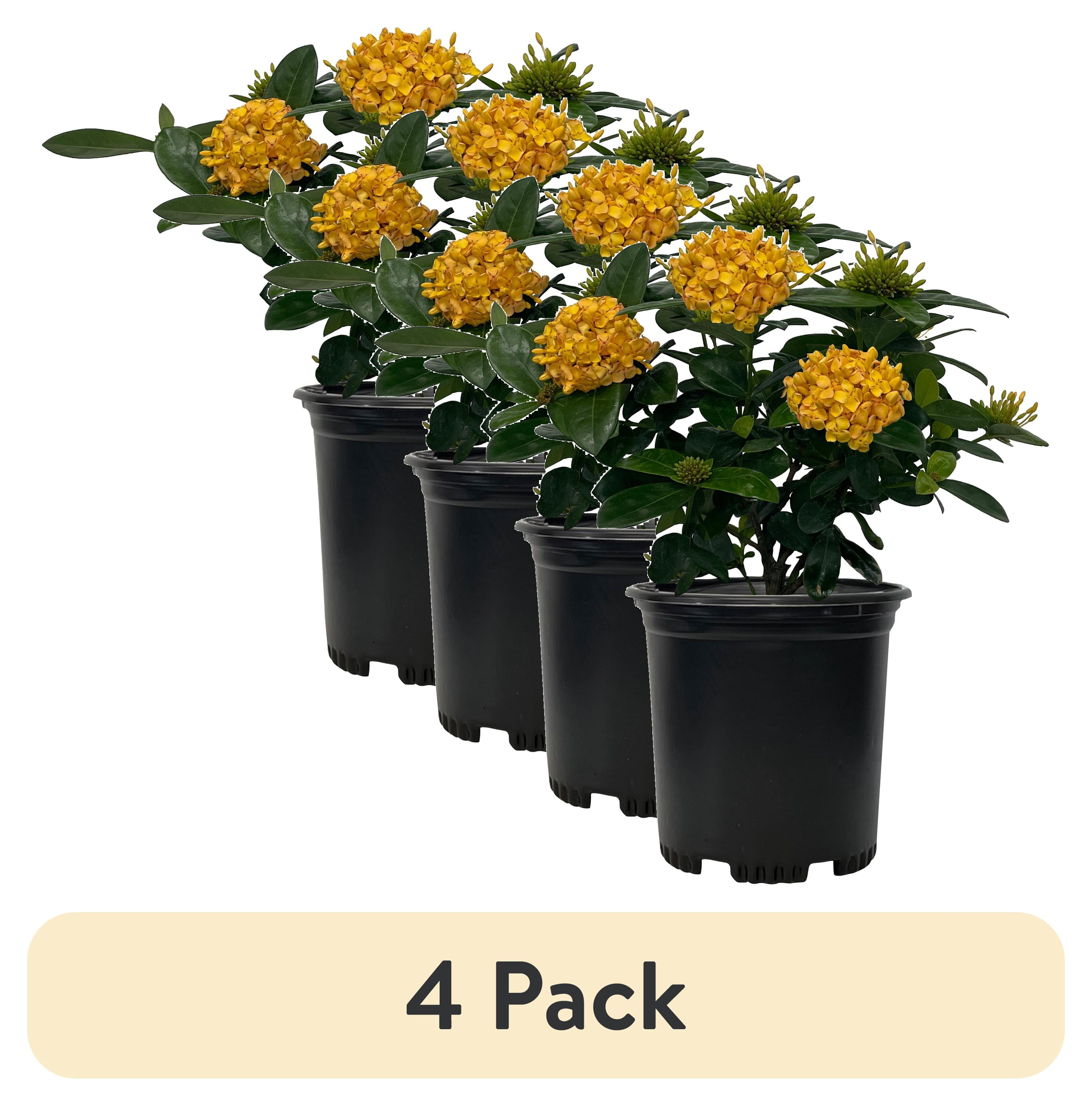 (4 pack) Nature's Way Farms Under The Florida Sun 2.5QT Ixora Live ...