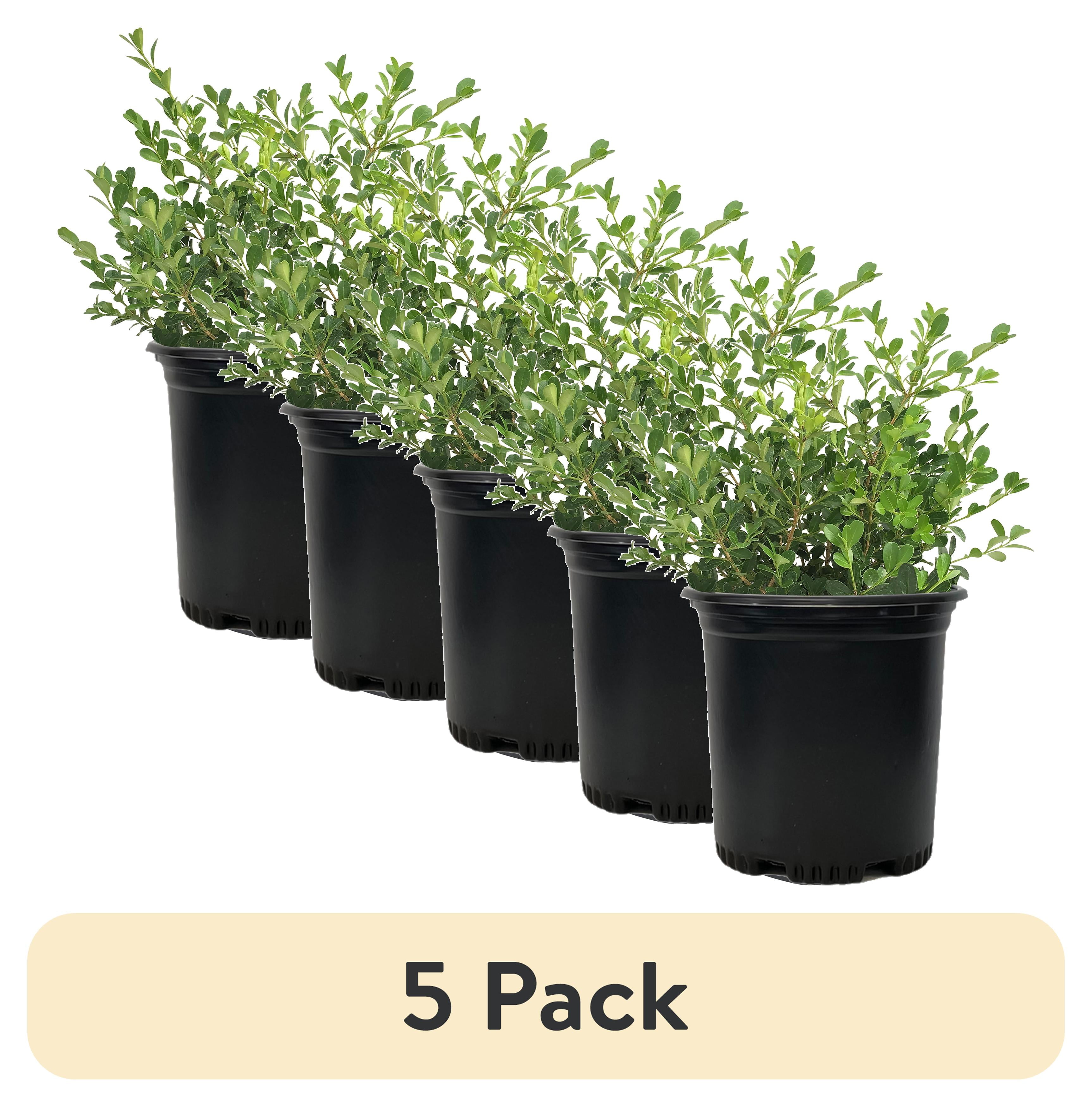 (5 pack) Nature's Way Farms Under The Florida Sun 2.5QT Japanese ...