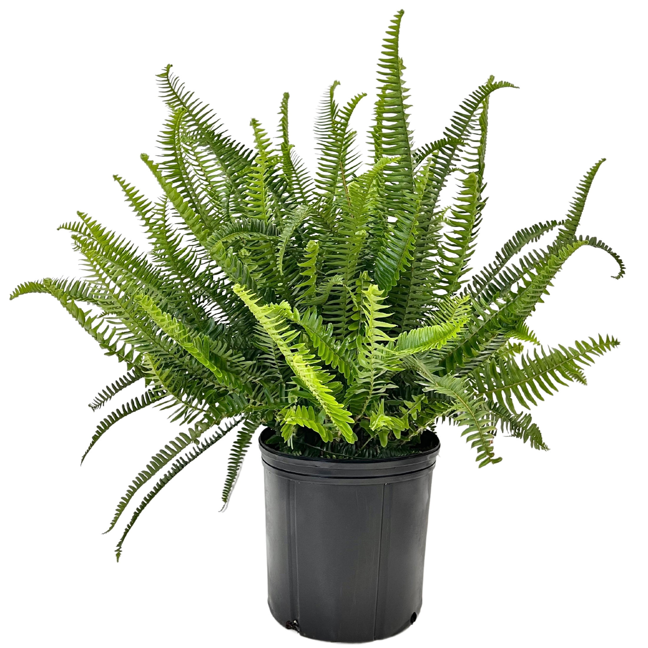 Nature's Way Farms Under The Florida Sun 2.5QT Kimberly Queen Fern Live ...