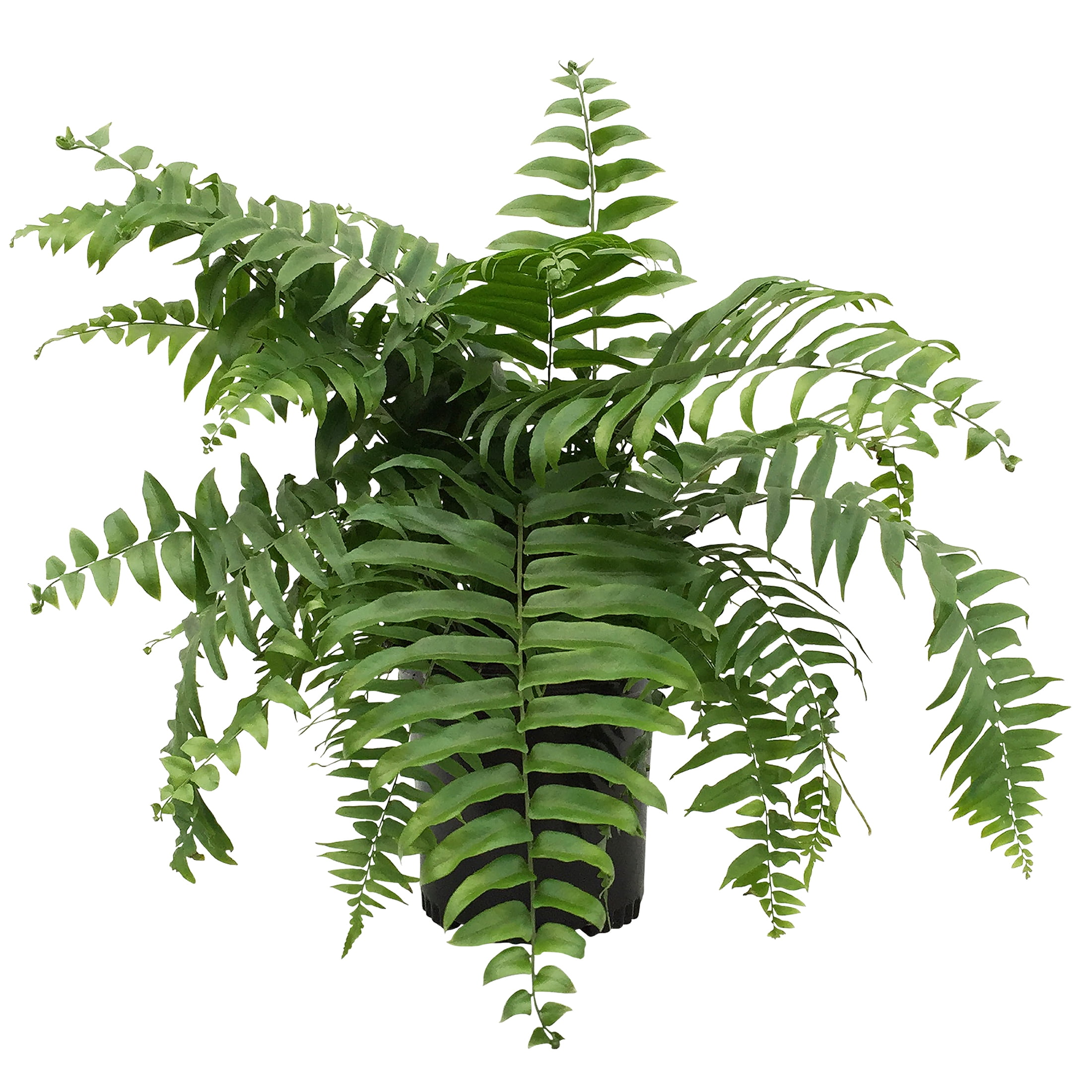 Nature's Way Farms Under The Florida Sun 2.5QT Macho Fern Live Plant ...