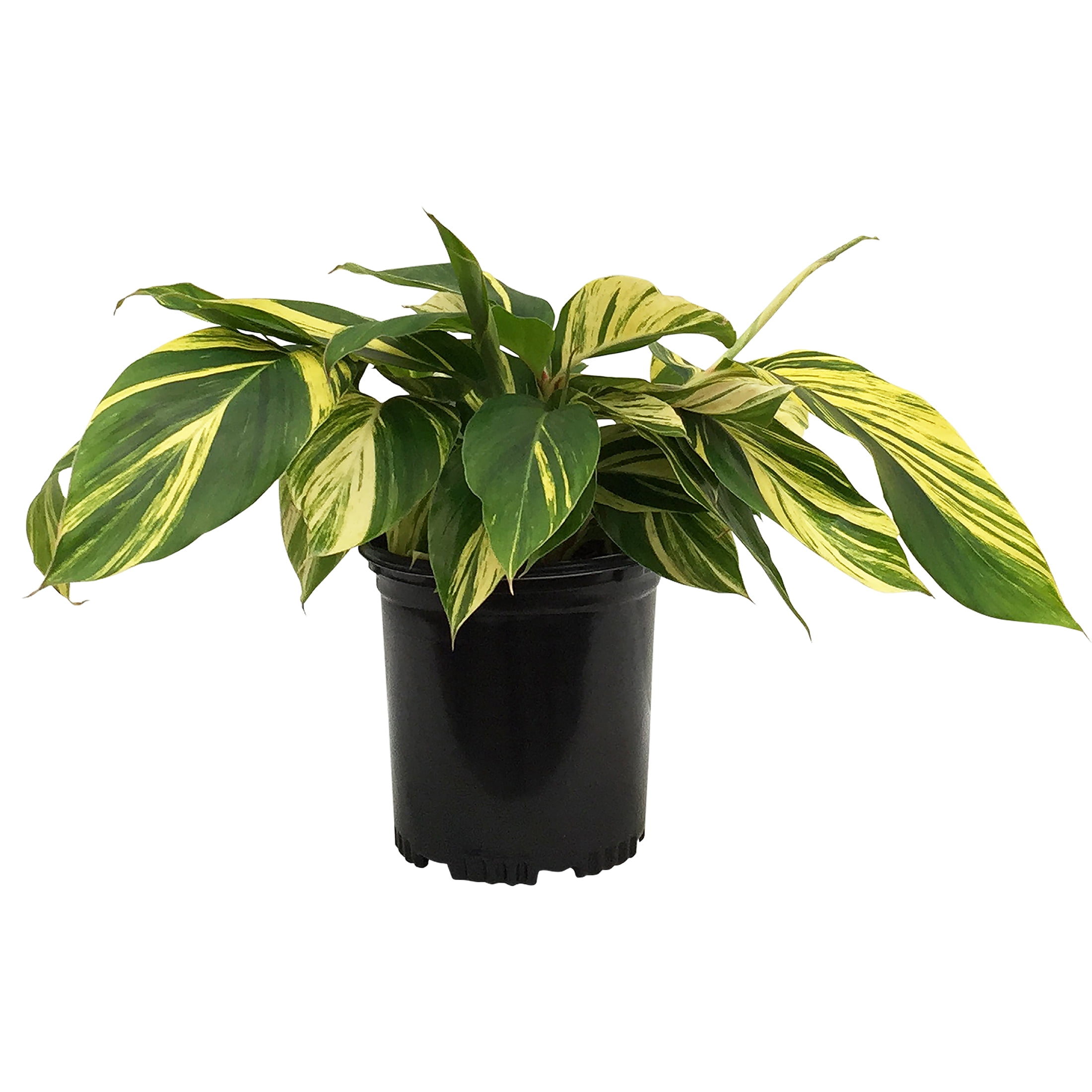 Nature's Way Farms Under The Florida Sun 2.5QT Variegated Ginger Live ...