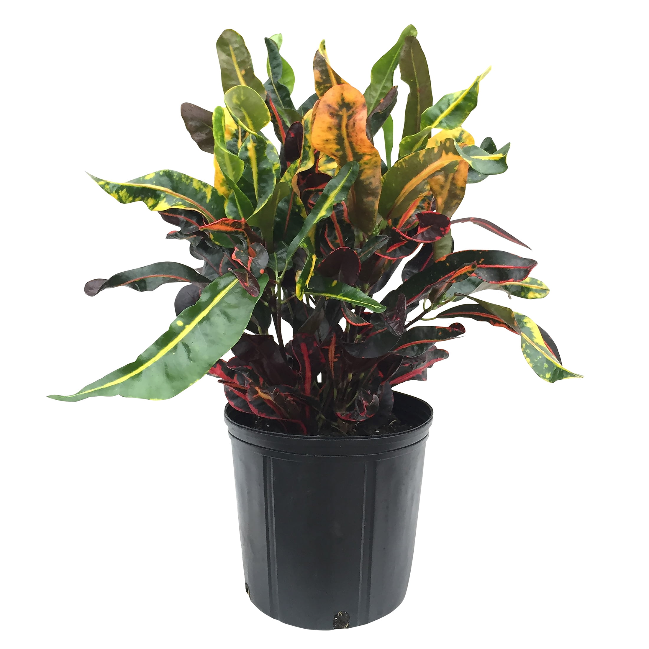 Nature's Way Farms Under The Florida Sun 2G Croton Mamey Live Plant ...