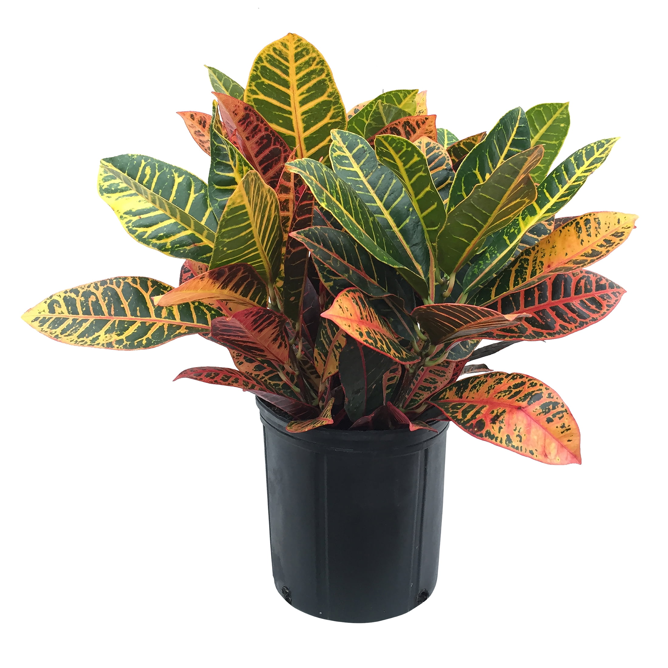 Nature's Way Farms Under The Florida Sun 2G Croton Petra Live Plant - Walmart.com