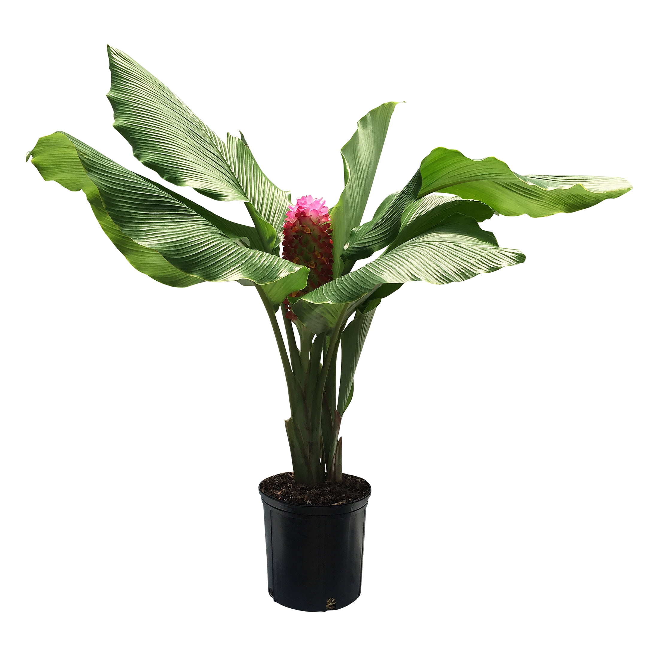 Nature's Way Farms Under The Florida Sun 2G Curcuma Torch Ginger Live ...