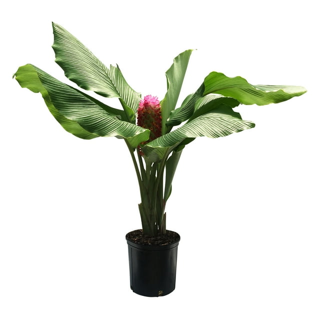 Nature's Way Farms Under The Florida Sun 2G Curcuma Torch Ginger Live ...