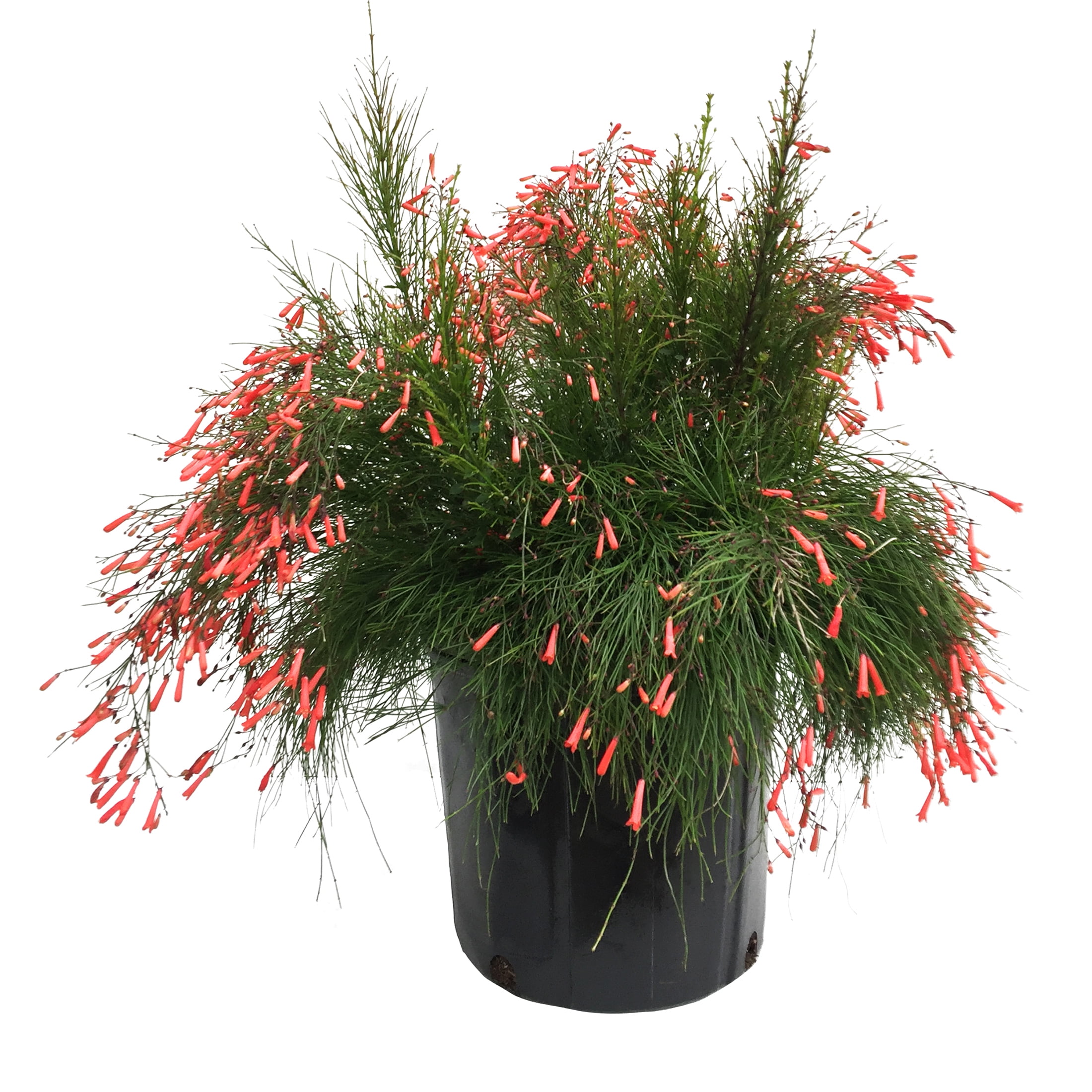 Nature's Way Farms Under The Florida Sun 2G Firecracker Live Plant ...