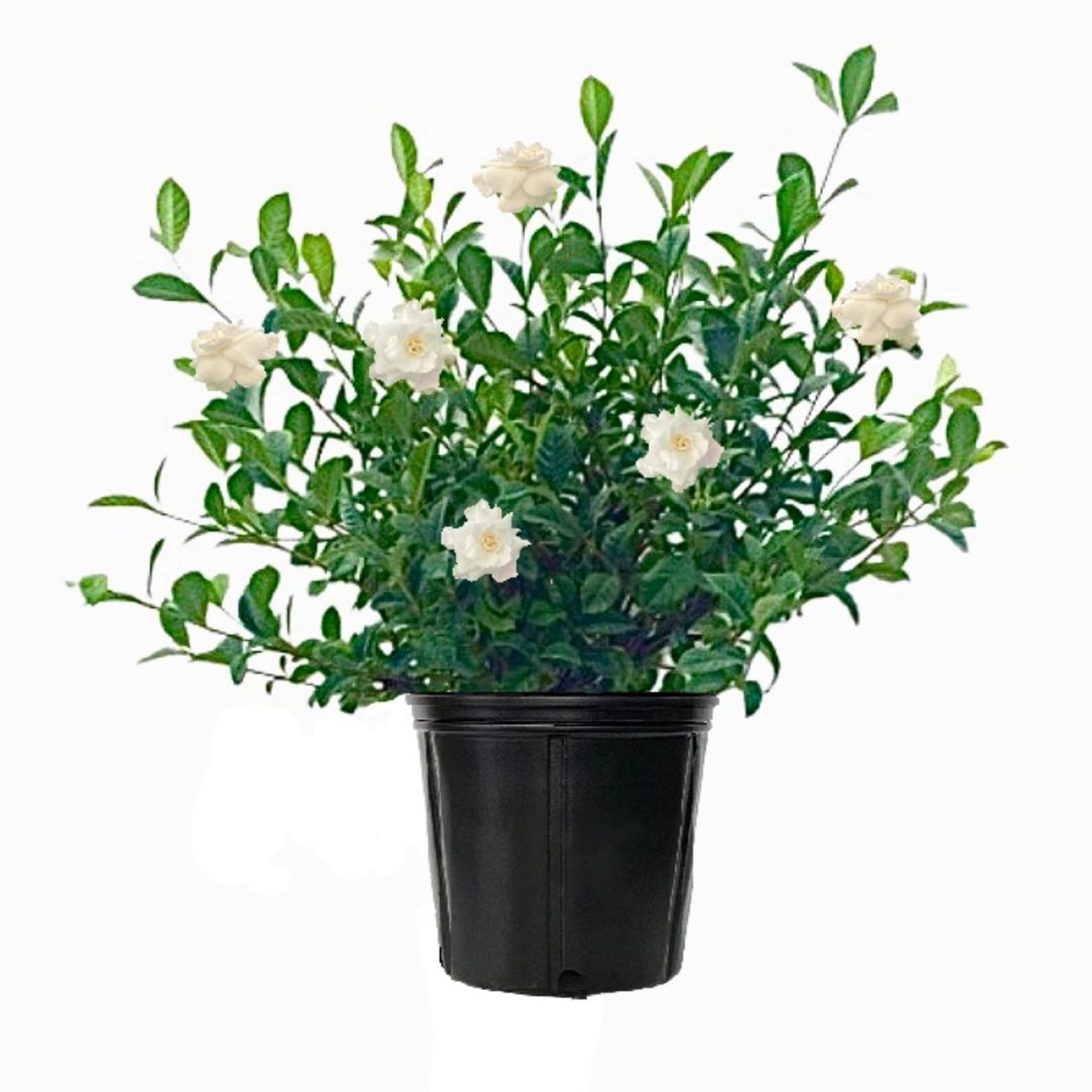Nature's Way Farms Under the Florida Sun 24" White Gardenia Live Plant ...