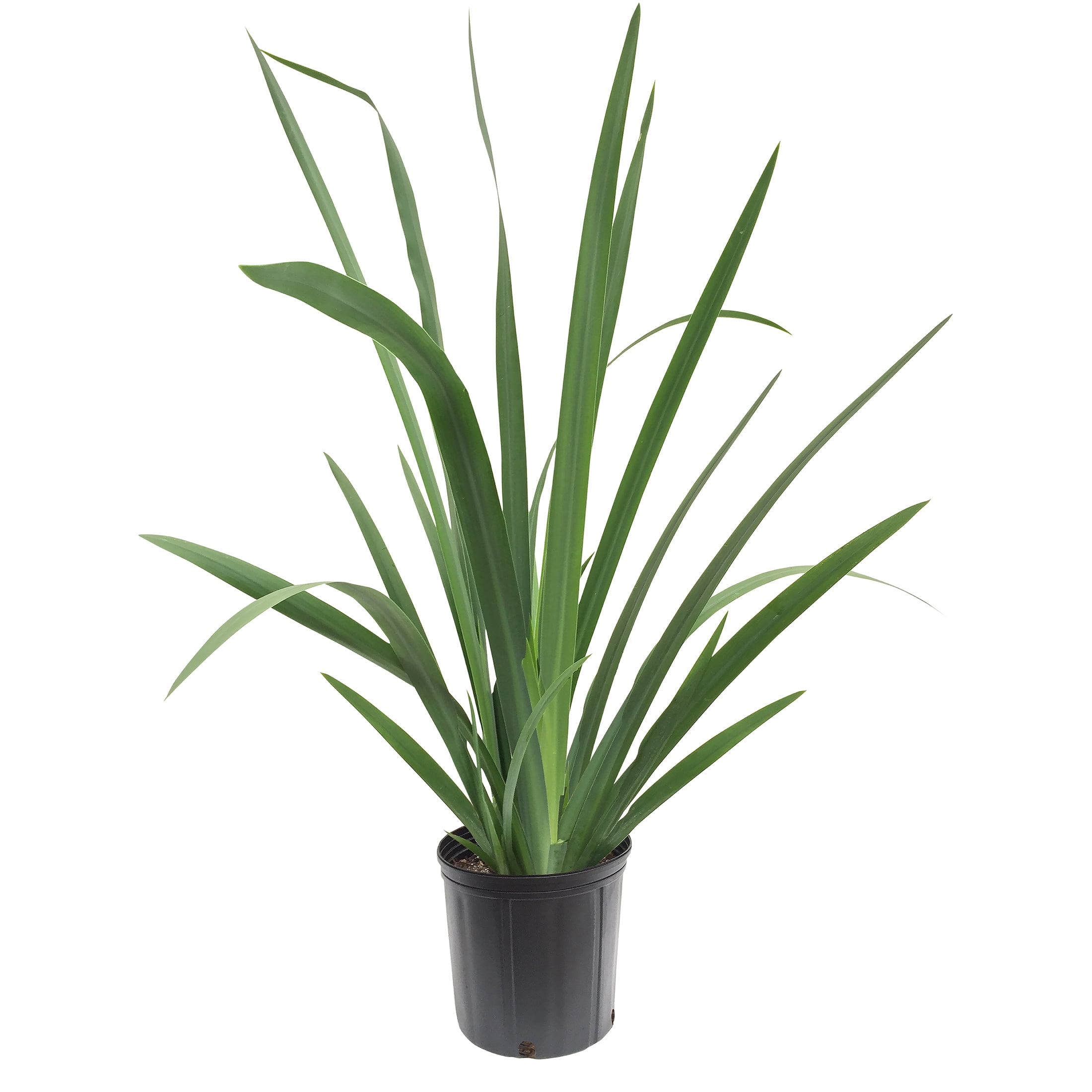 Nature's Way Farms Under The Florida Sun 2G Giant Iris Live Plant ...