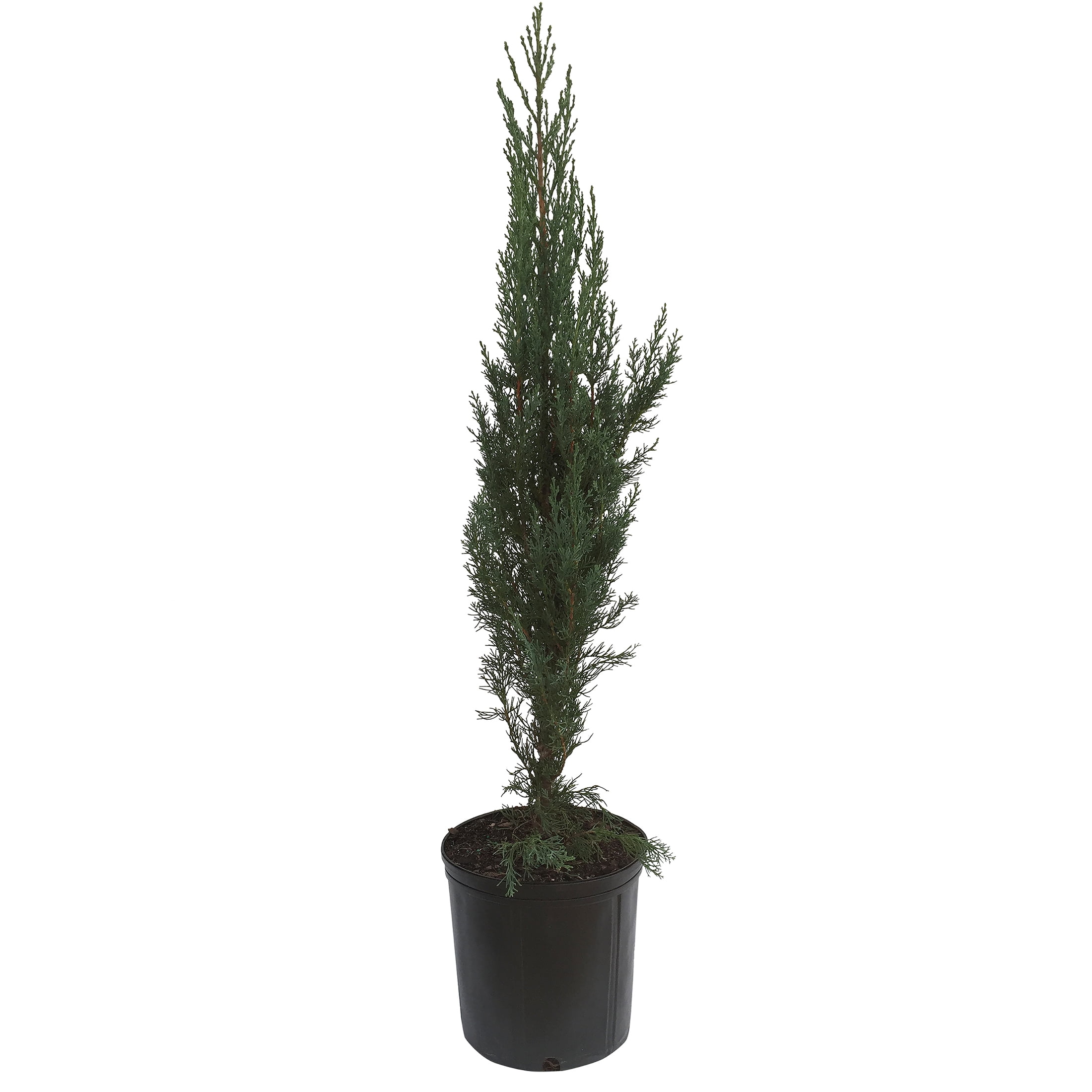 Nature's Way Farms Under the Florida Sun 24" Italian Cypress Live Plant ...