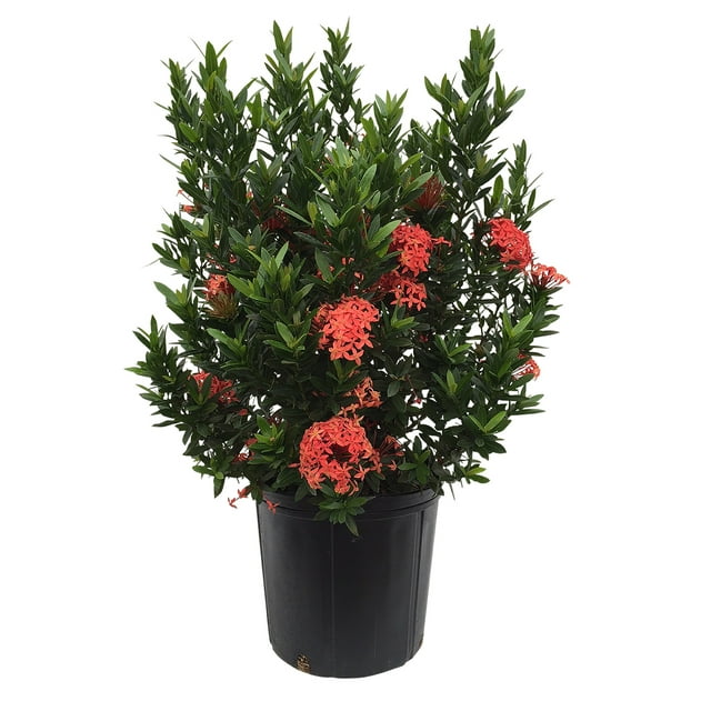 Nature's Way Farms Under The Florida Sun 2G Ixora Dwarf Live Plant - Walmart.com