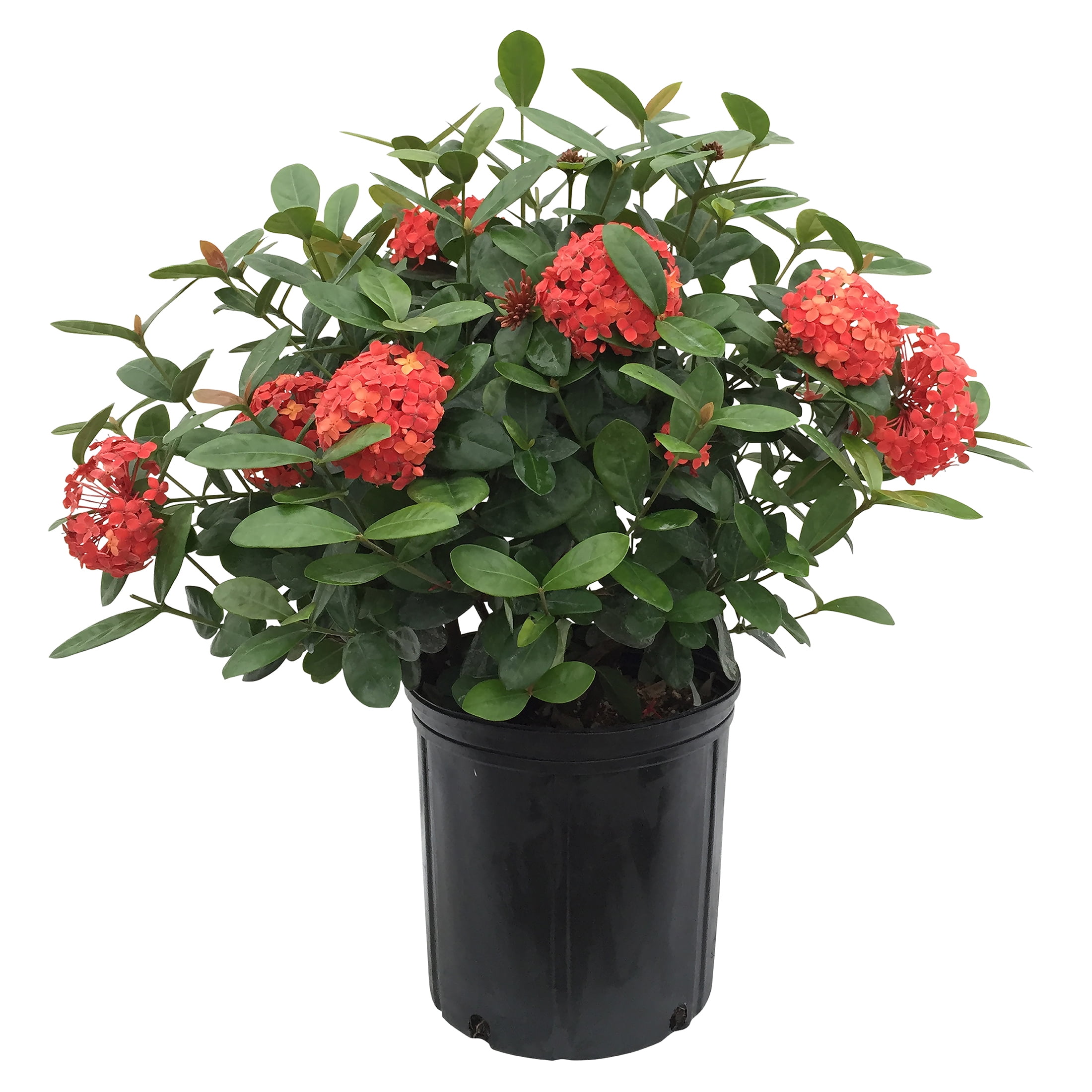 Nature's Way Farms Under The Florida Sun 2G Ixora Live Plant - Walmart.com