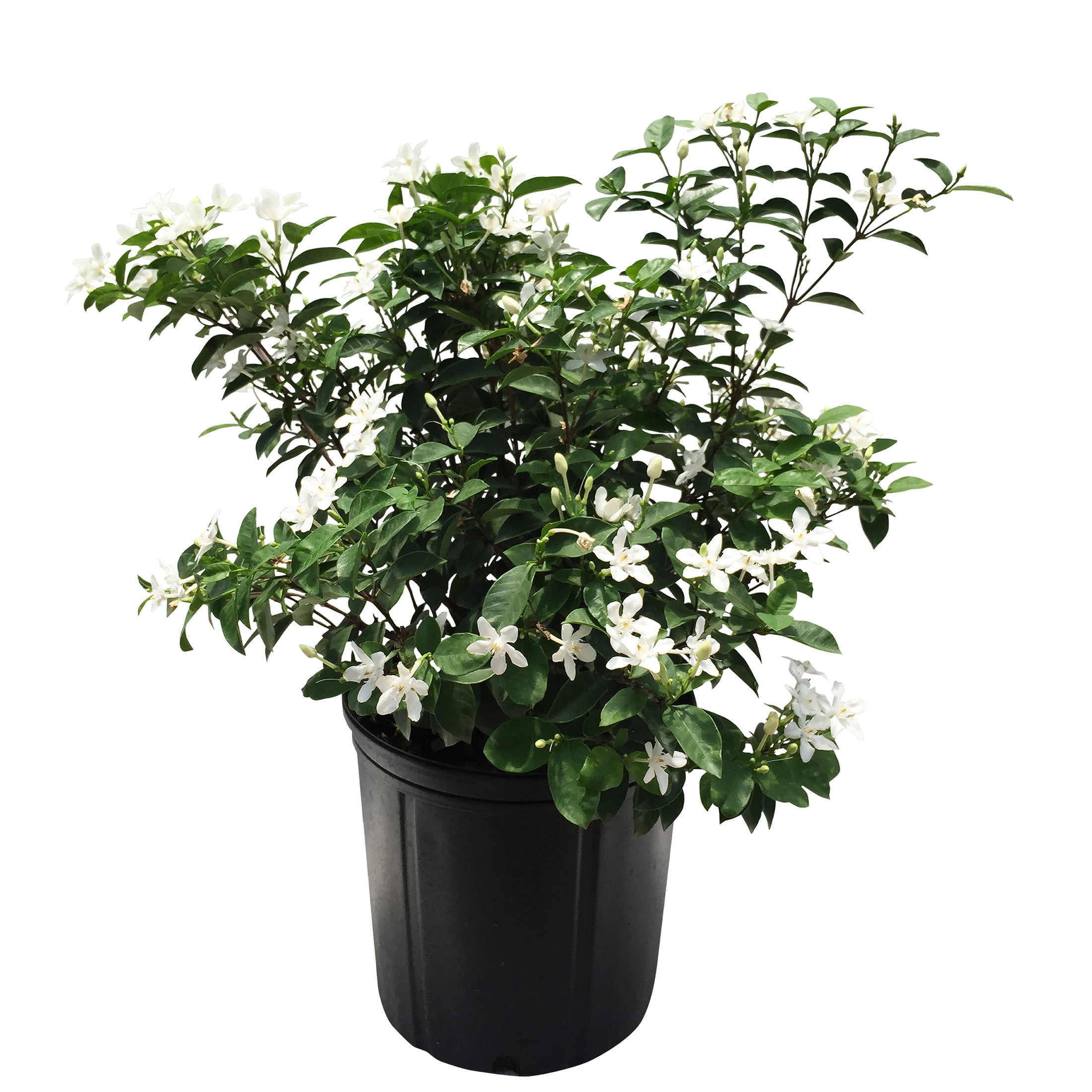 Nature's Way Farms Under The Florida Sun 2G Jasmine Asian Snow Live ...