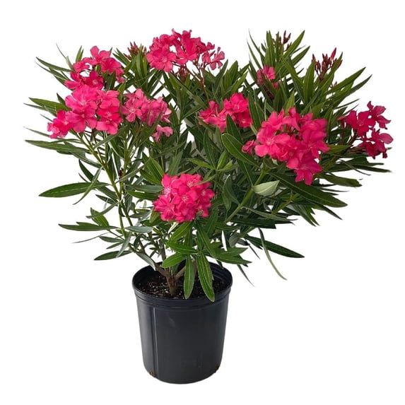 Nature's Way Farms Under The Florida Sun 2G Oleander Live Plant ...