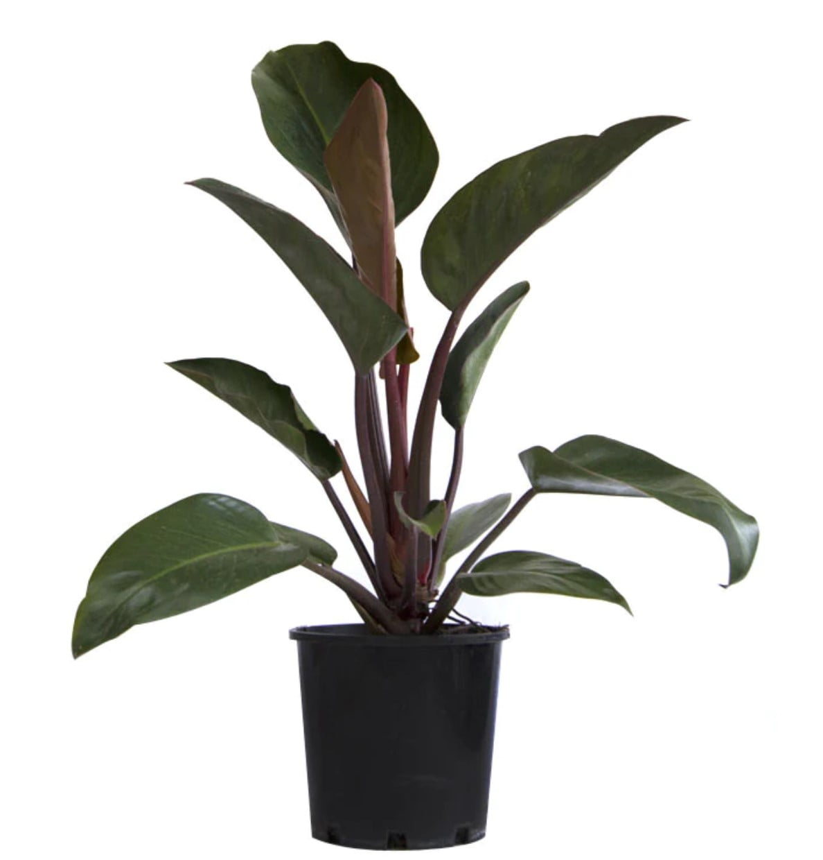 Nature's Way Farms Under The Florida Sun 2G Rojo Congo Philodendron ...