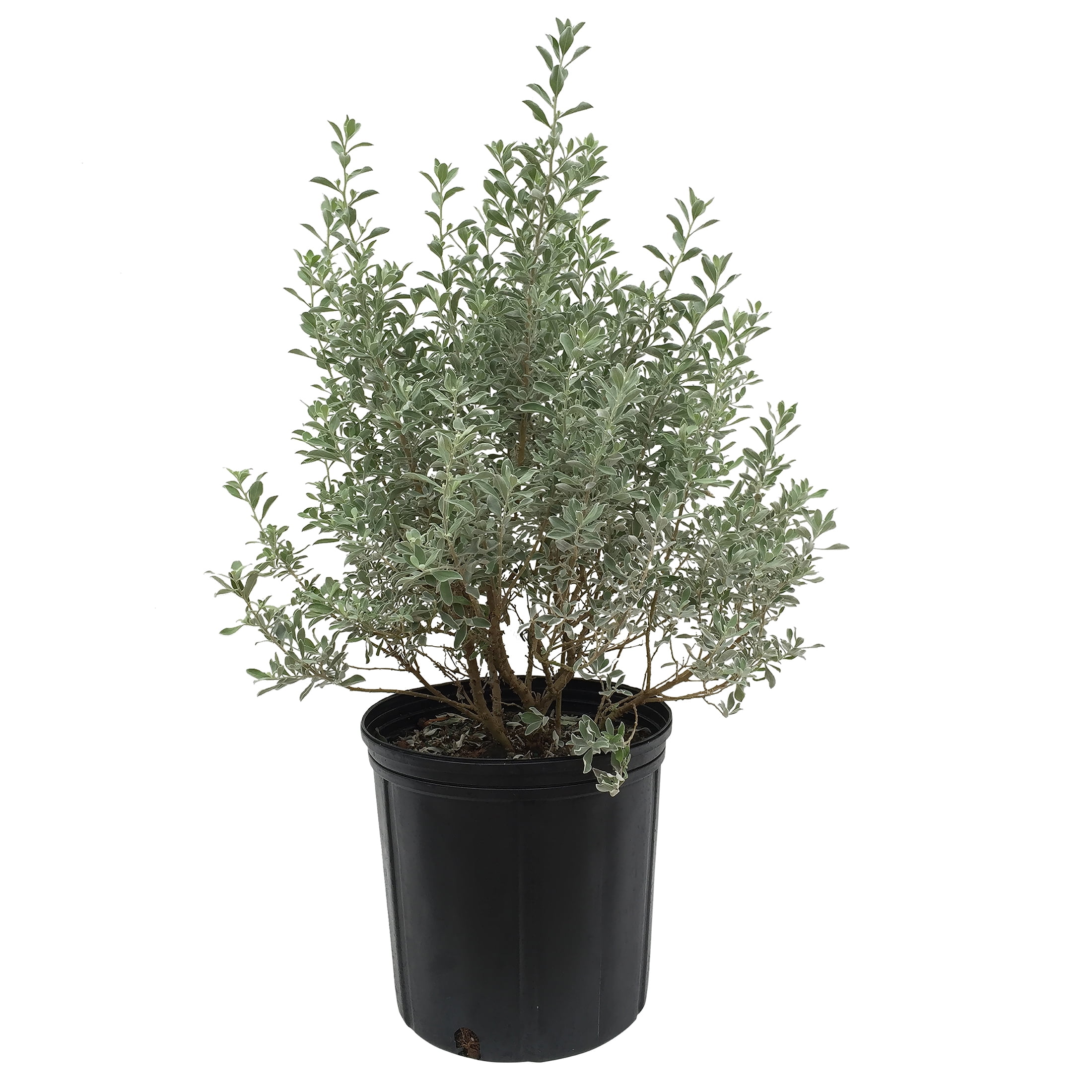 Nature's Way Farms Under the Florida Sun 24" Purple Texas Sage ...