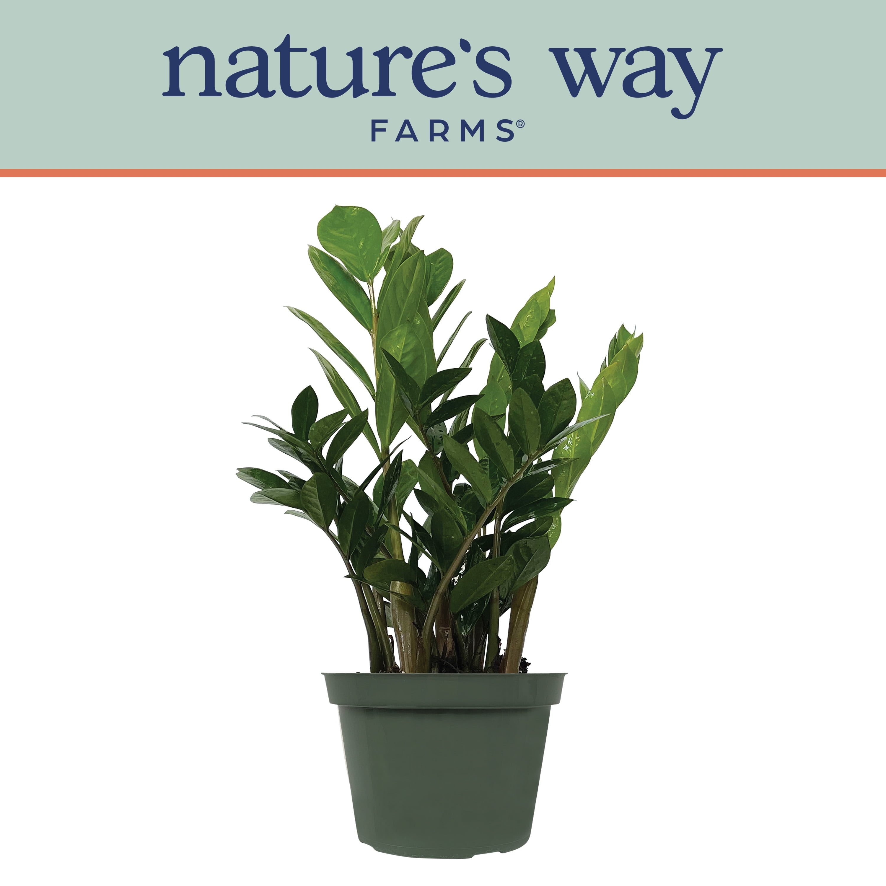 Nature's Way Farms ZZ Live Plant - Indoor Houseplant (15-25 in. Tall ...