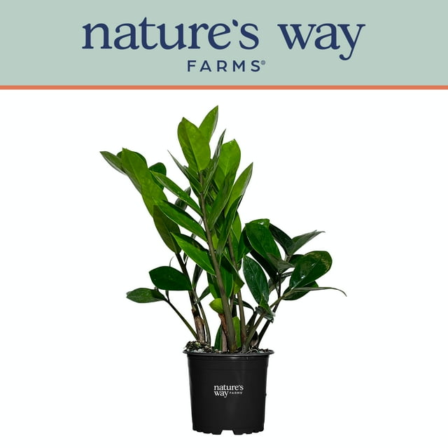 Nature's Way Indoor ZZ Plant - Easy Care, Low-Maintenance Houseplant (7 ...