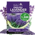 NatureZ Edge1500 English Lavender DHF10 Seeds for Planting Outdoors or Indoors, 90% Germination ...