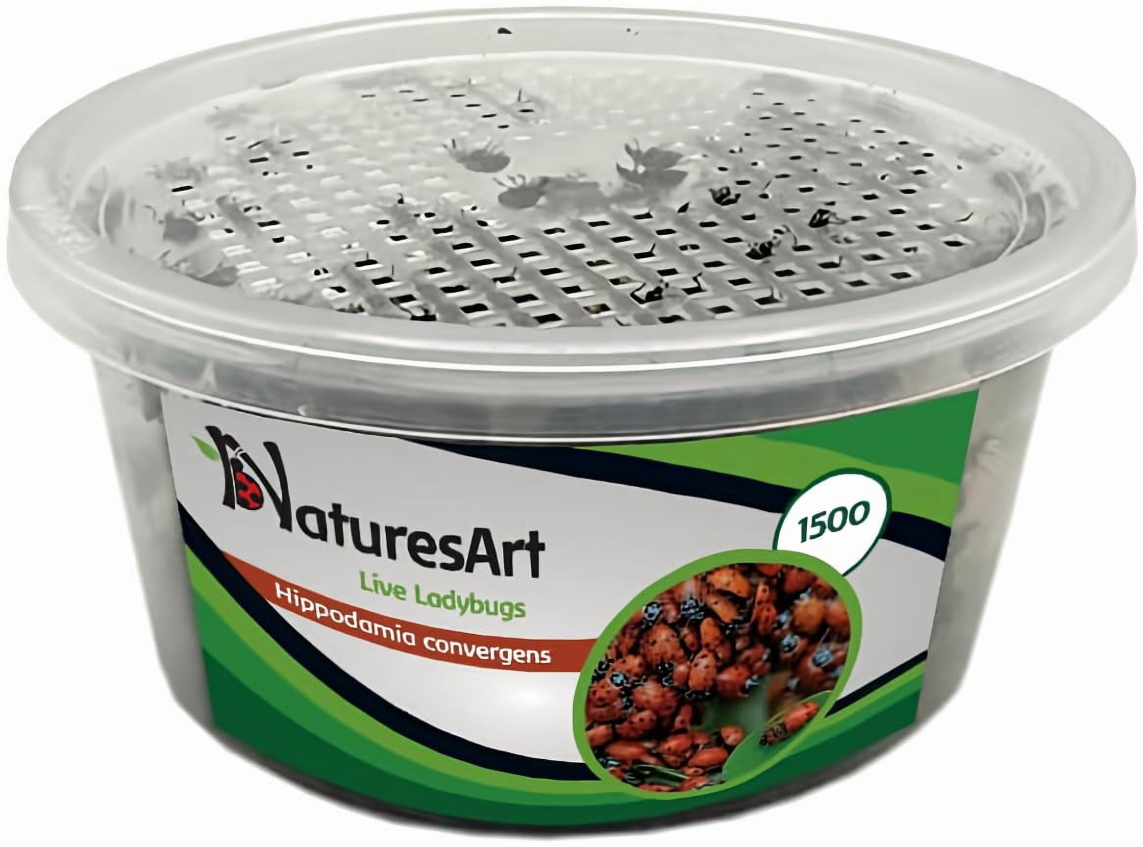 NaturesArt 1500 Live Ladybugs - Good Bugs for Garden - Ladybug ...