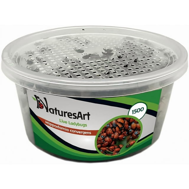 NaturesArt 1500 Live Ladybugs - Good Bugs for Garden - Ladybug ...
