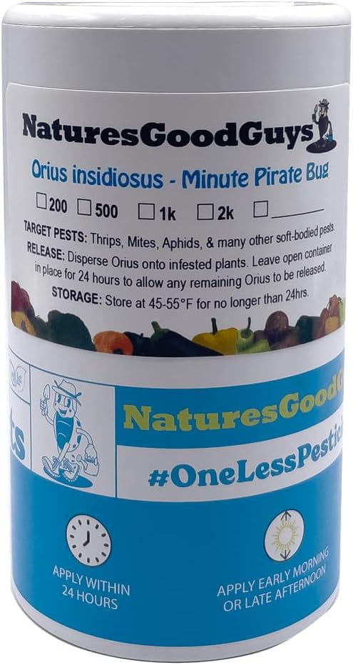NaturesGoodGuys 1,000 Orius insidiosis - Minute Pirate Bugs - Attacks ...
