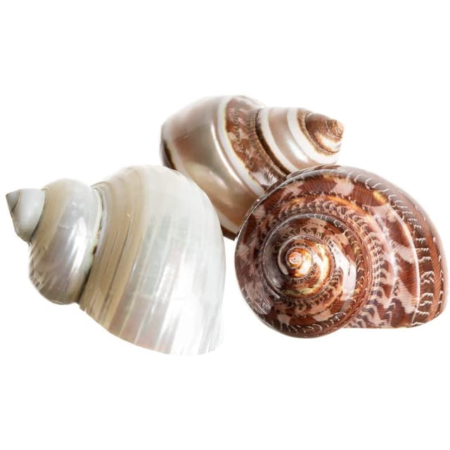 Nautical Crush Trading Hermit Crab Shells, 3 Turbo Shell 2"-2.5", Brown ...