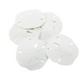 Nautical Crush Trading Real Sand Dollar Set of 6 (2.5" - 3") for ...