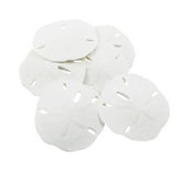 Nautical Crush Trading Real Sand Dollar Set of 6 (2.5" - 3") for ...