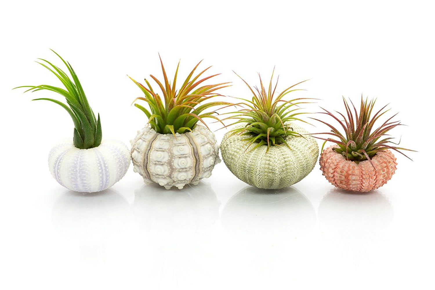 Nautical Crush Trading Sea Urchin Air Plants 1"-3" Mixed Tillandsia ...