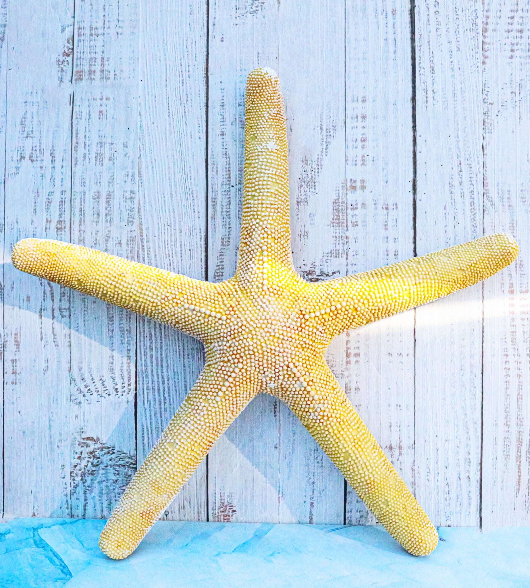 Nautical Marine Ocean Coral Yellow Sea Star Shell Starfish Wall Plaque ...
