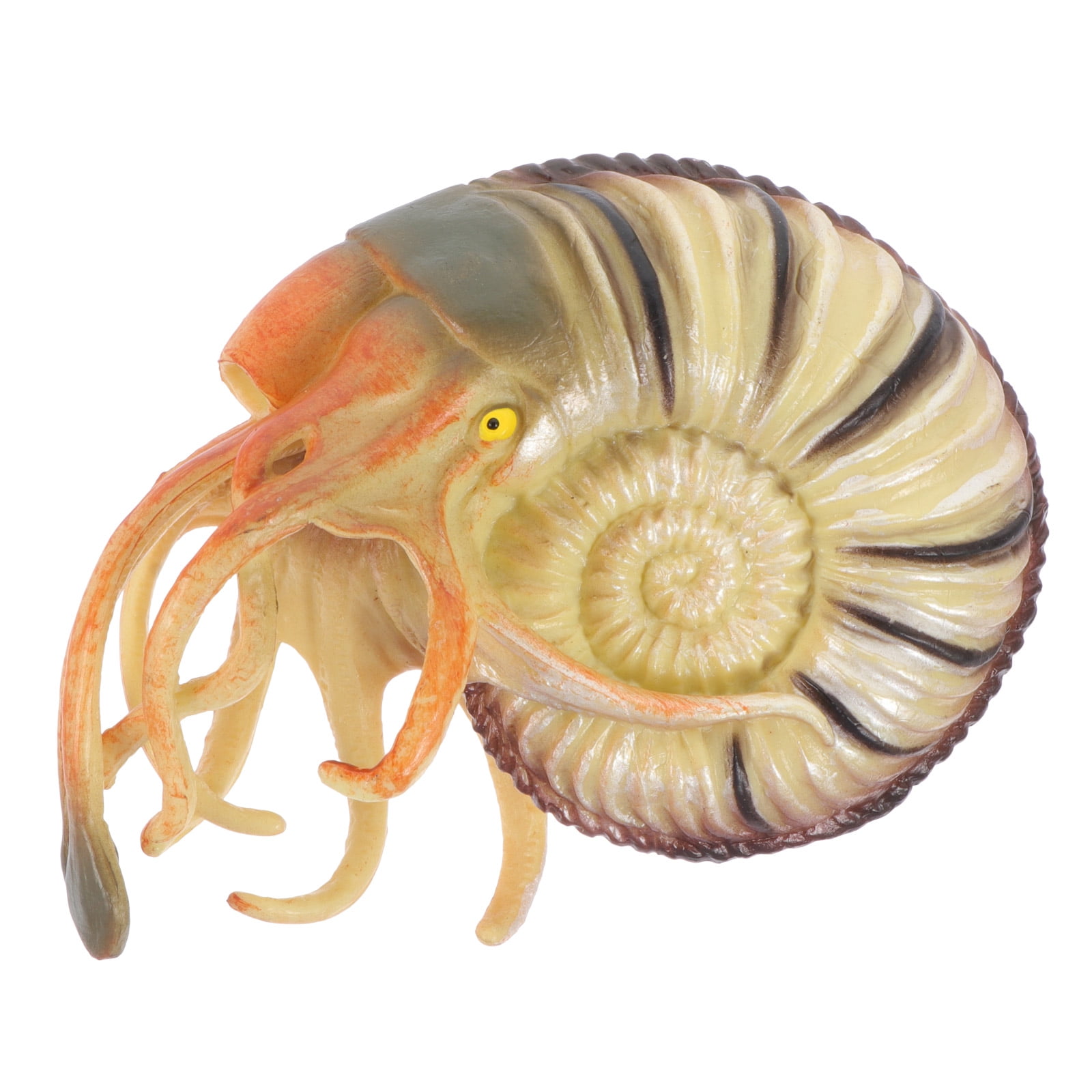 Nautilus Model