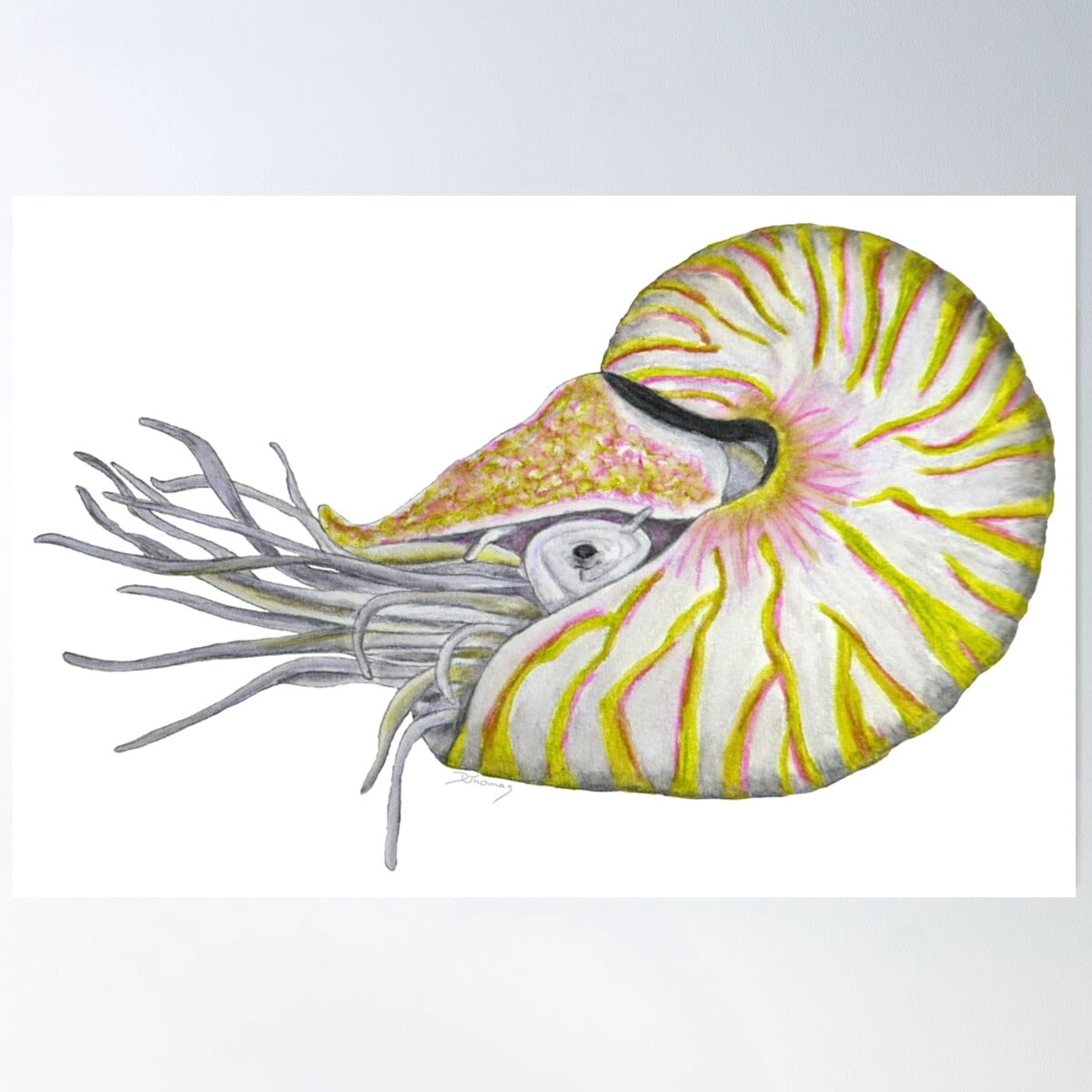 Nautilus Version 2 Poster Wall Art, Modern Wall Decor For Living Room ...
