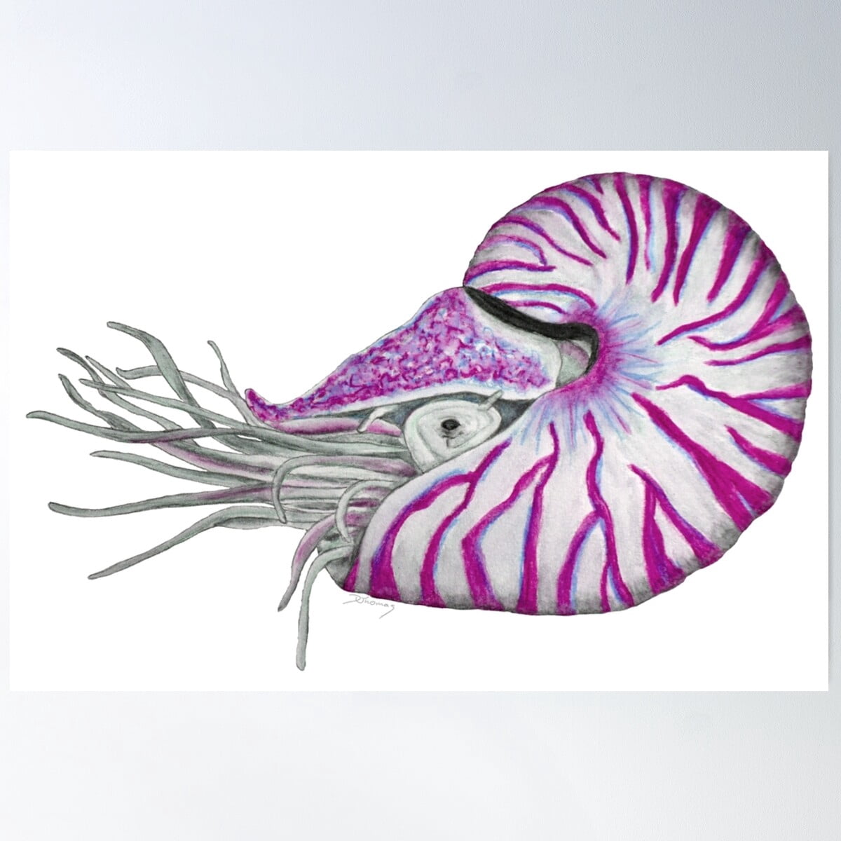 Nautilus Version 7 Poster Wall Art, Modern Wall Decor For Living Room ...