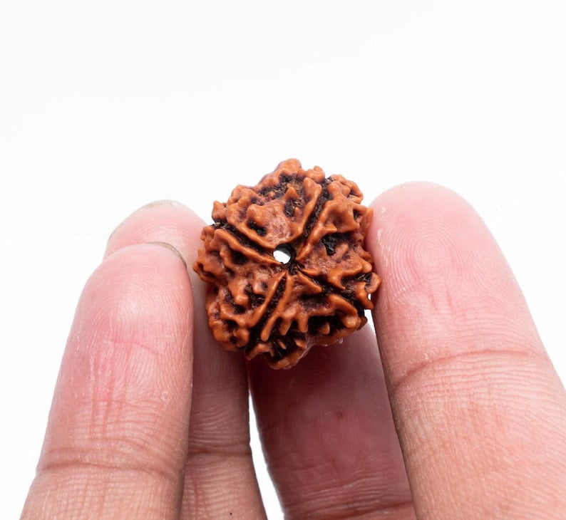 Navratan Gems Certified Authentic 4 Mukhi Nepali Rudraksha|Genuine Four ...