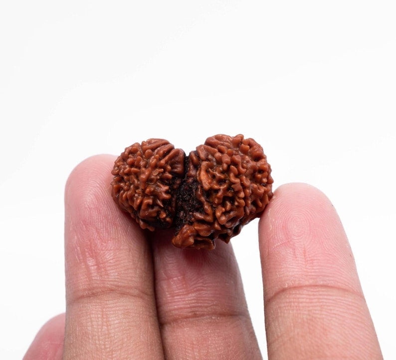 Navratan Gems Sacred Garbh Gauri Rudraksha | Genuine Twin-Bead ...