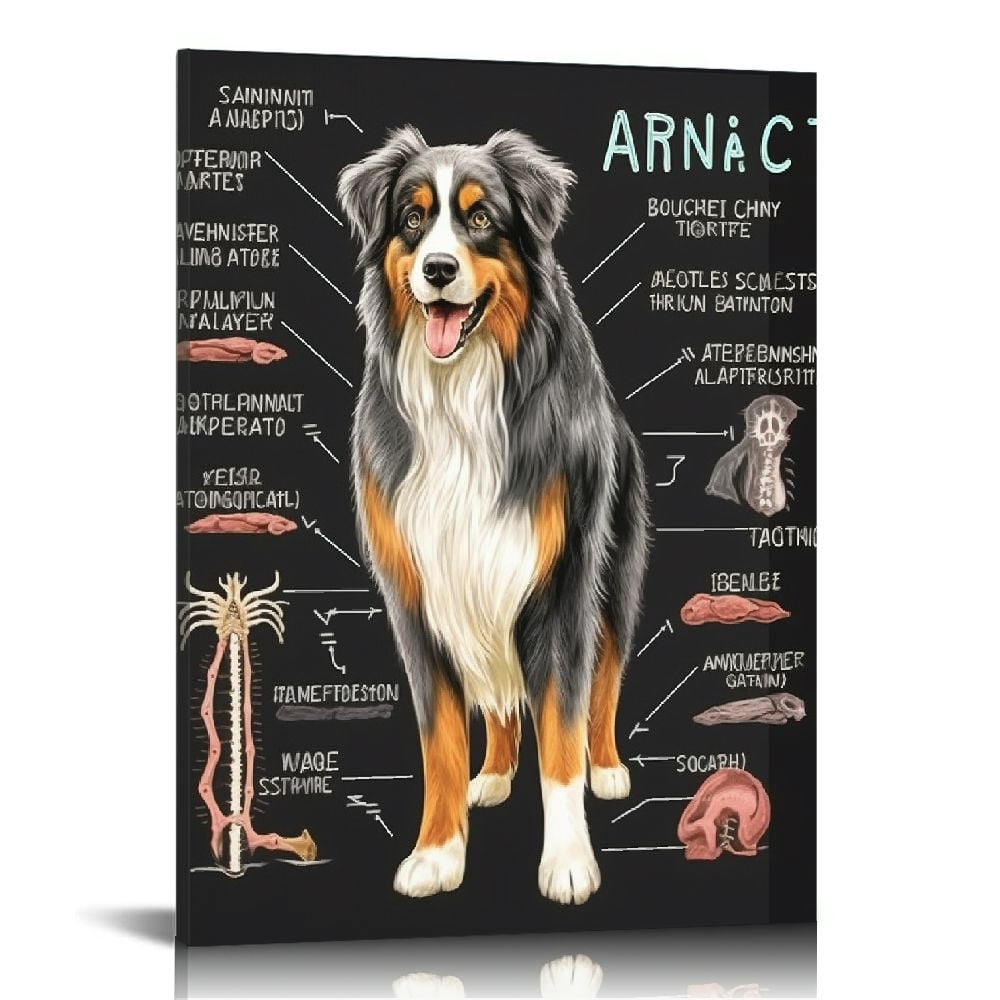 Nawypu Anatomy of a Australian Shepherd Canvas Painting - Educational ...