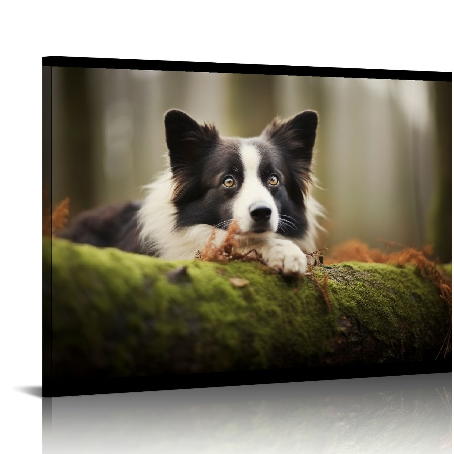 Nawypu Border Collie Forest White Black Fluffy Dog Pets Cute Dogs ...