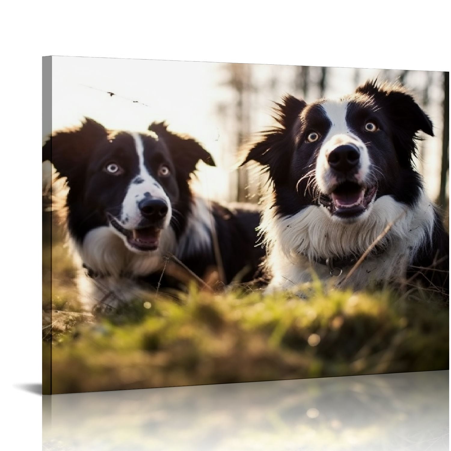Nawypu Canvas Wall Art Decor Border Collie Pictures Poster Print Animal ...