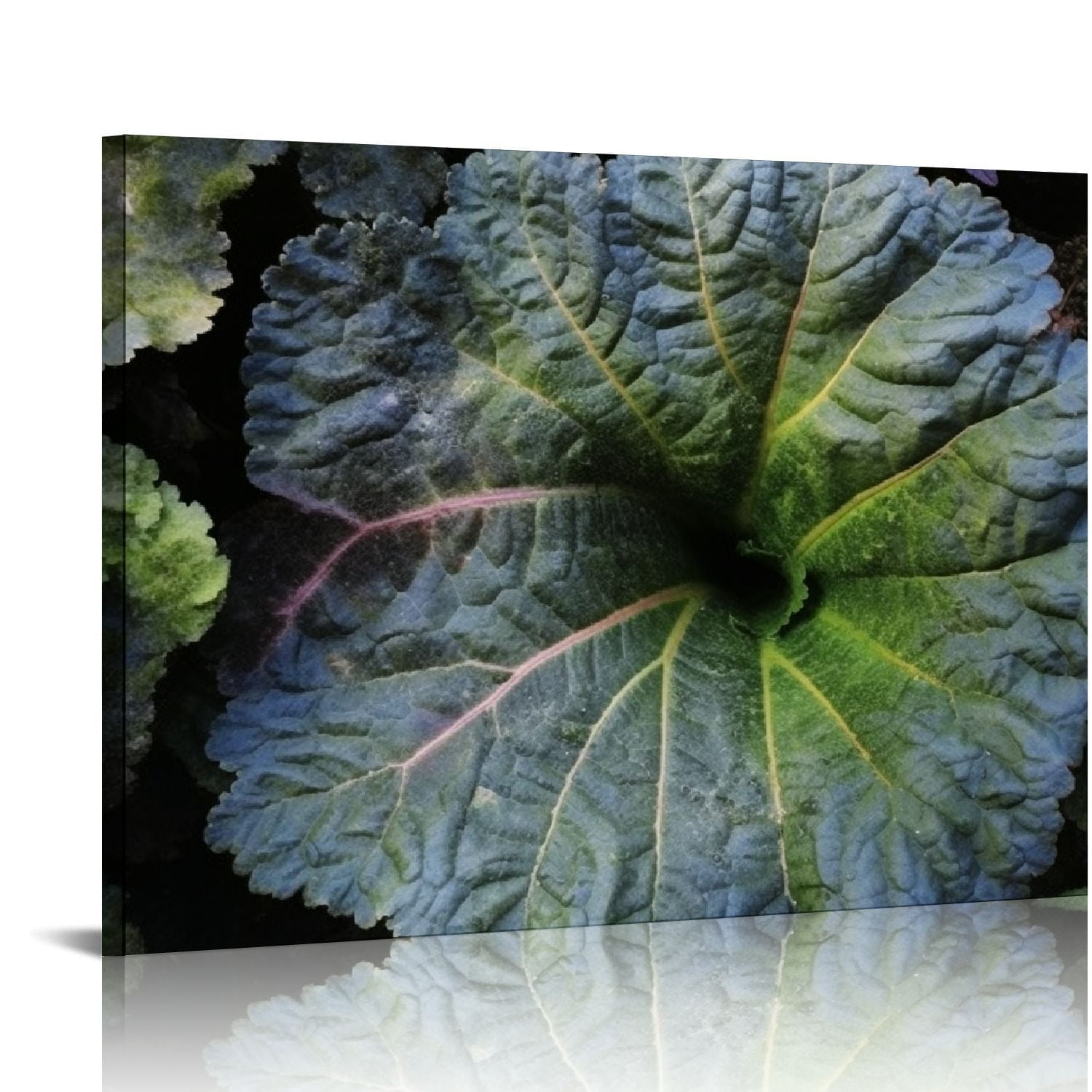 Nawypu Escargot Begonia and Fern by Kurt Shaffer, 35 by 35-Inch Canvas ...